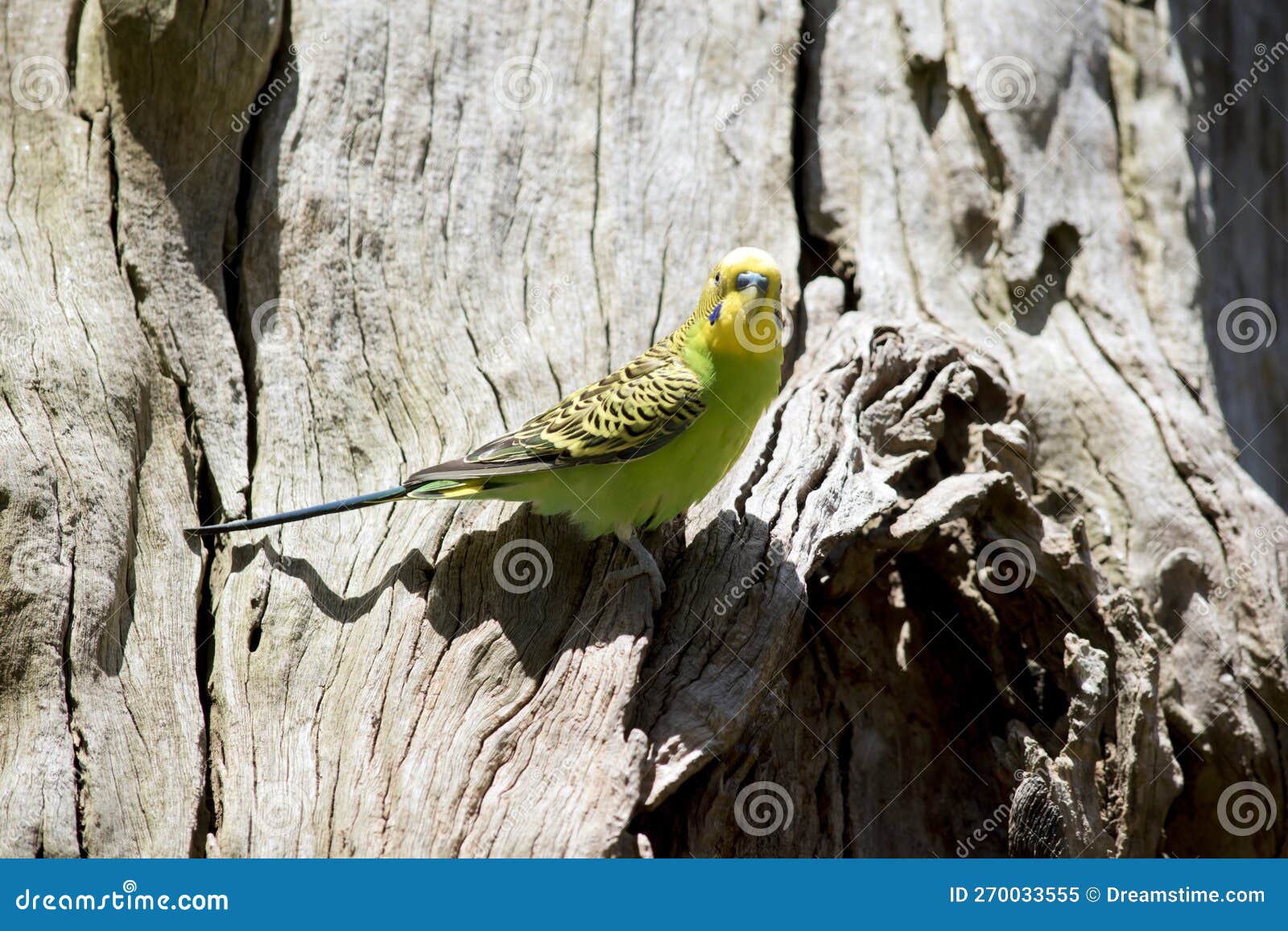 The Parakeet is Perched on a Dead Tree Stock Image - Image of head ...