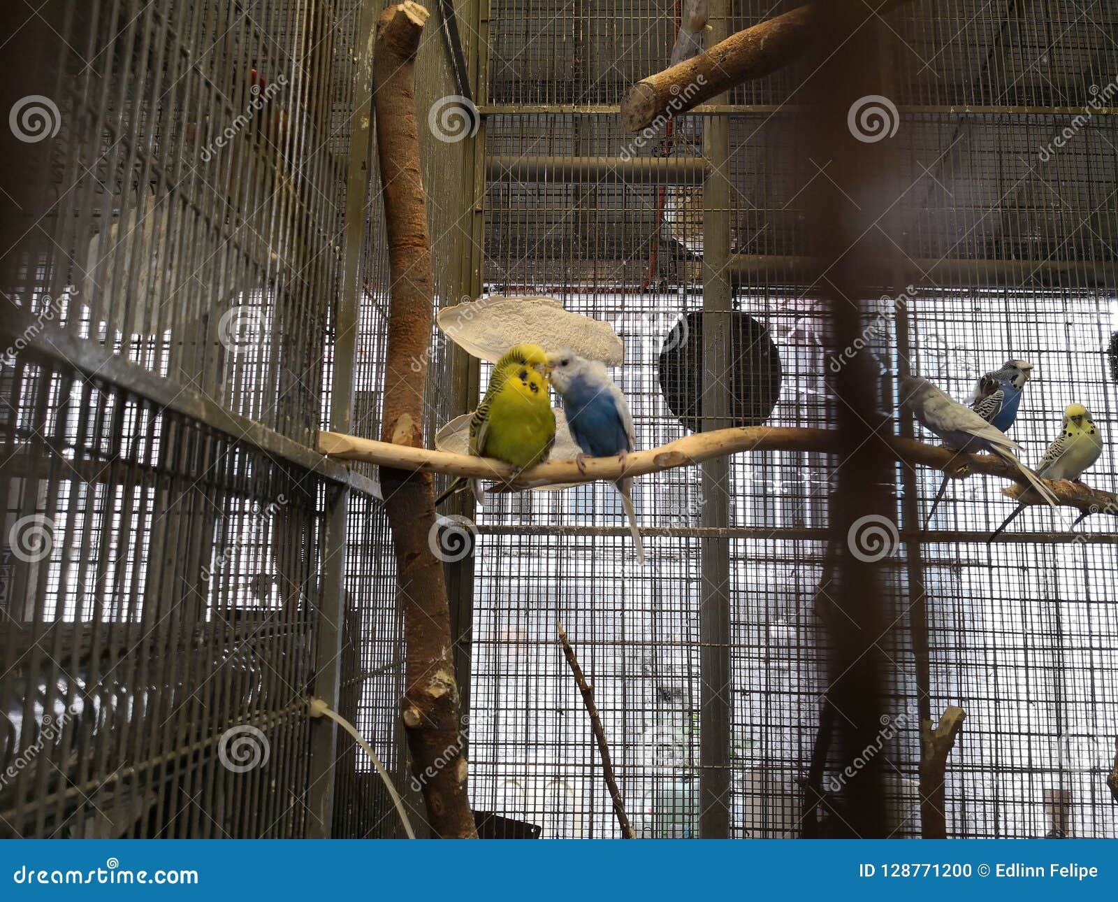 Parakeet love stock photo. Image of together, parakeet - 128771200