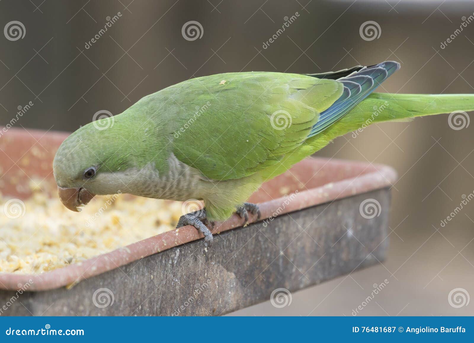 Parakeet monaco stock image. Image of bird, budgerigar - 76481687
