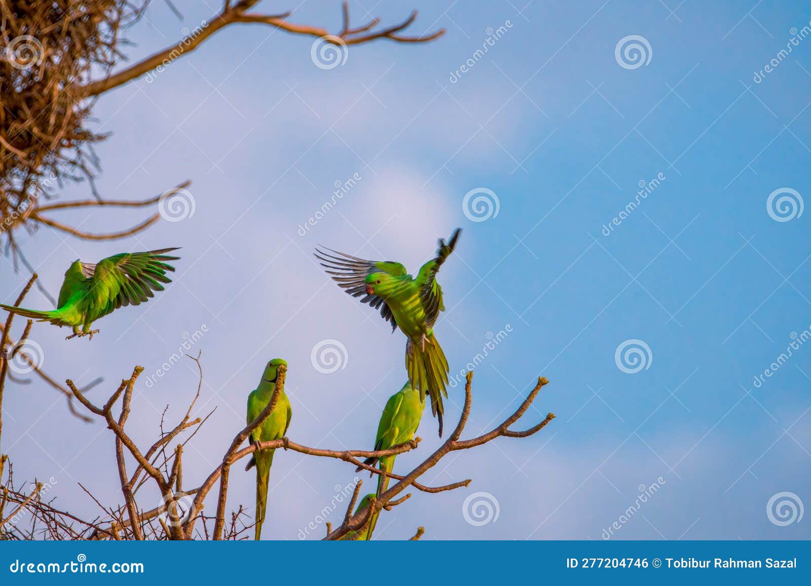 Parakeet with Open Sky and the Branches of a Tree. Stock Photo - Image ...