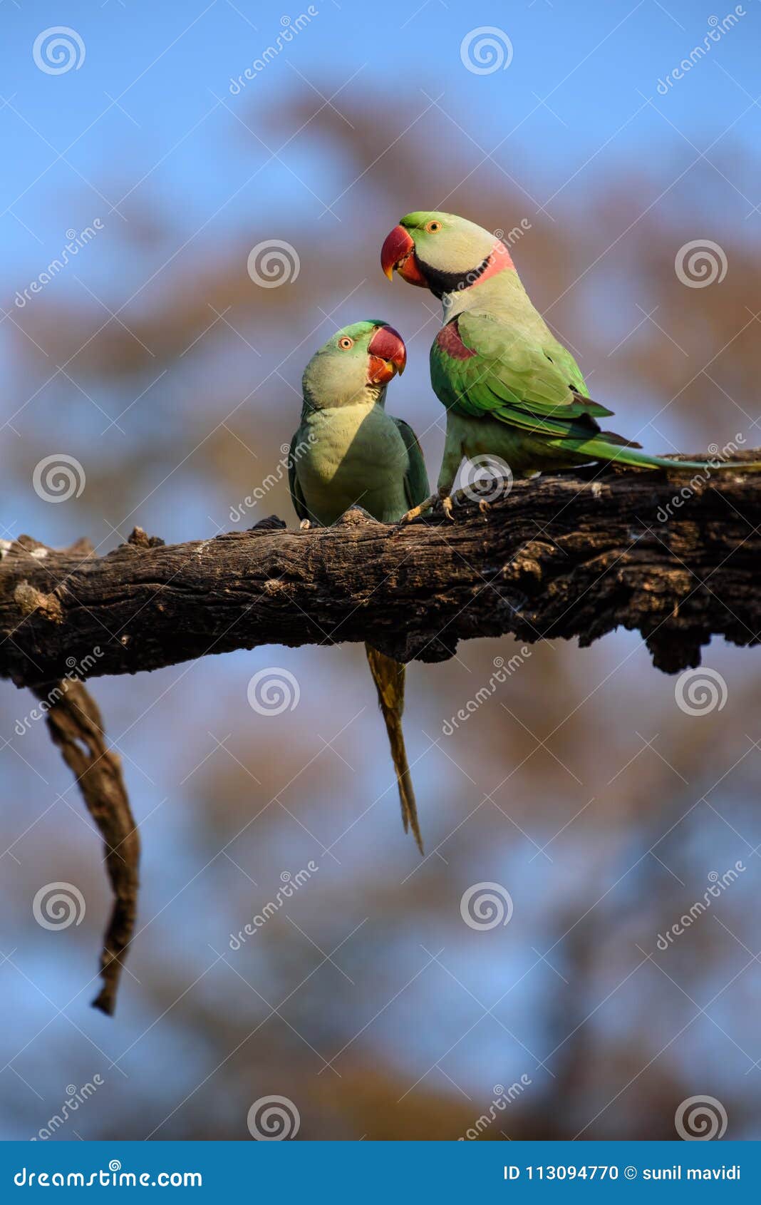 Parakeet pair stock photo. Image of mating, ornithology - 113094770