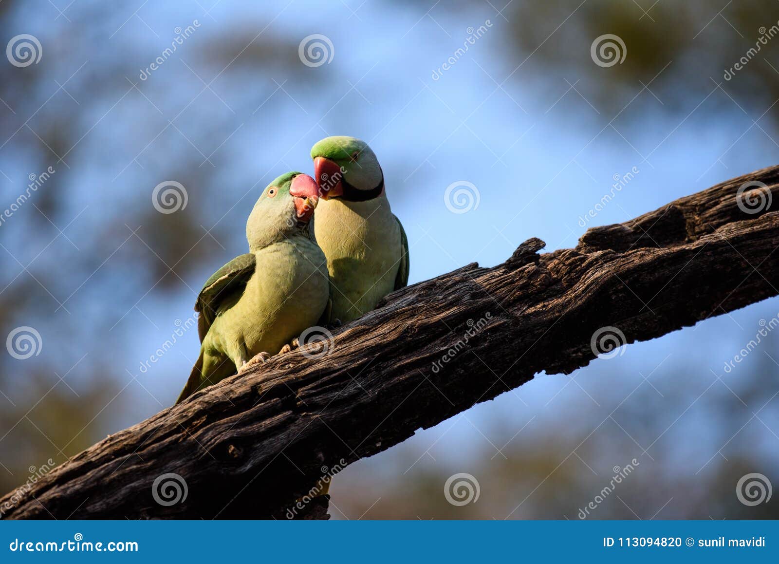 Parakeet pair stock photo. Image of ornithology, beautiful - 113094820