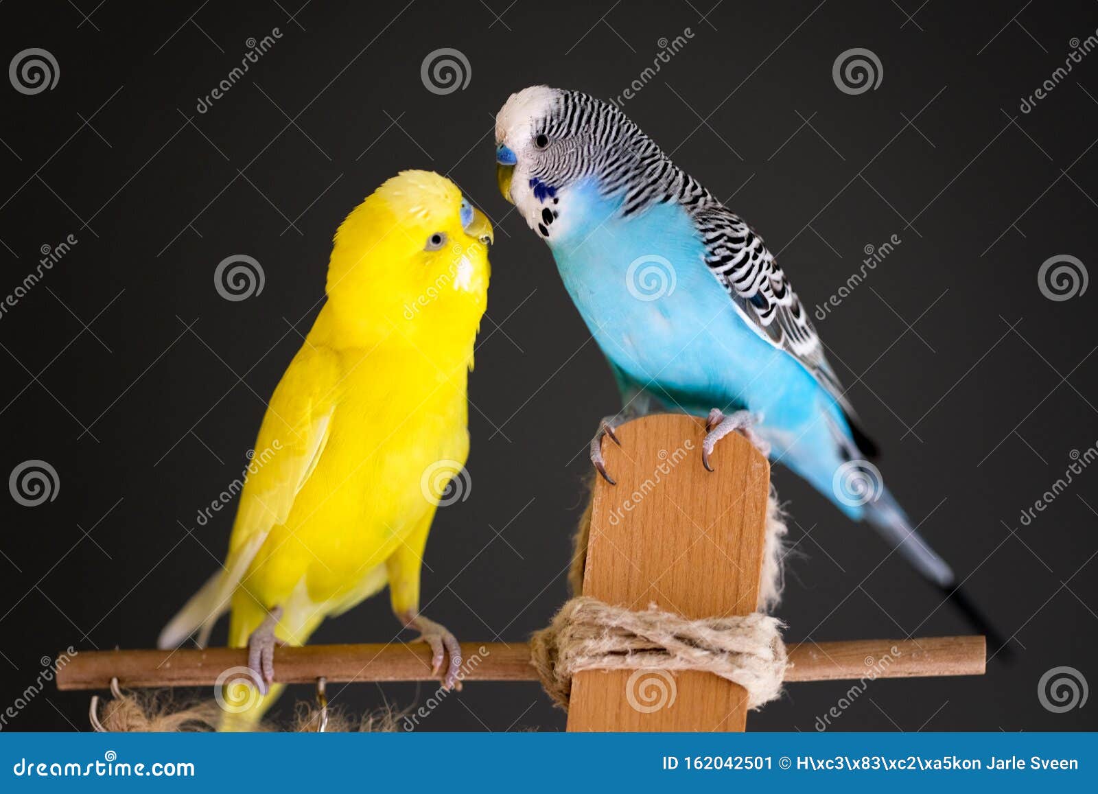 Parakeet Pair Lovers Against Dark Background Stock Image - Image of ...