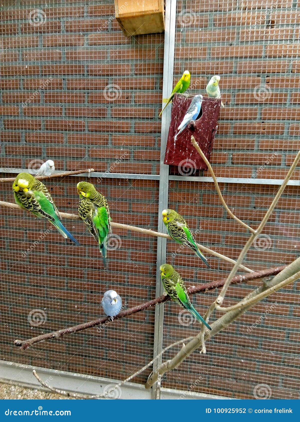 Parakeet stock photo. Image of parakeets, green, show - 100925952
