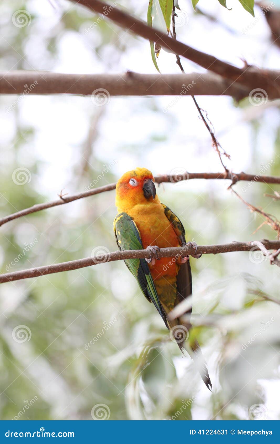 Parakeet or Parrot is Sleeping on Tree Branch. Stock Image - Image of ...