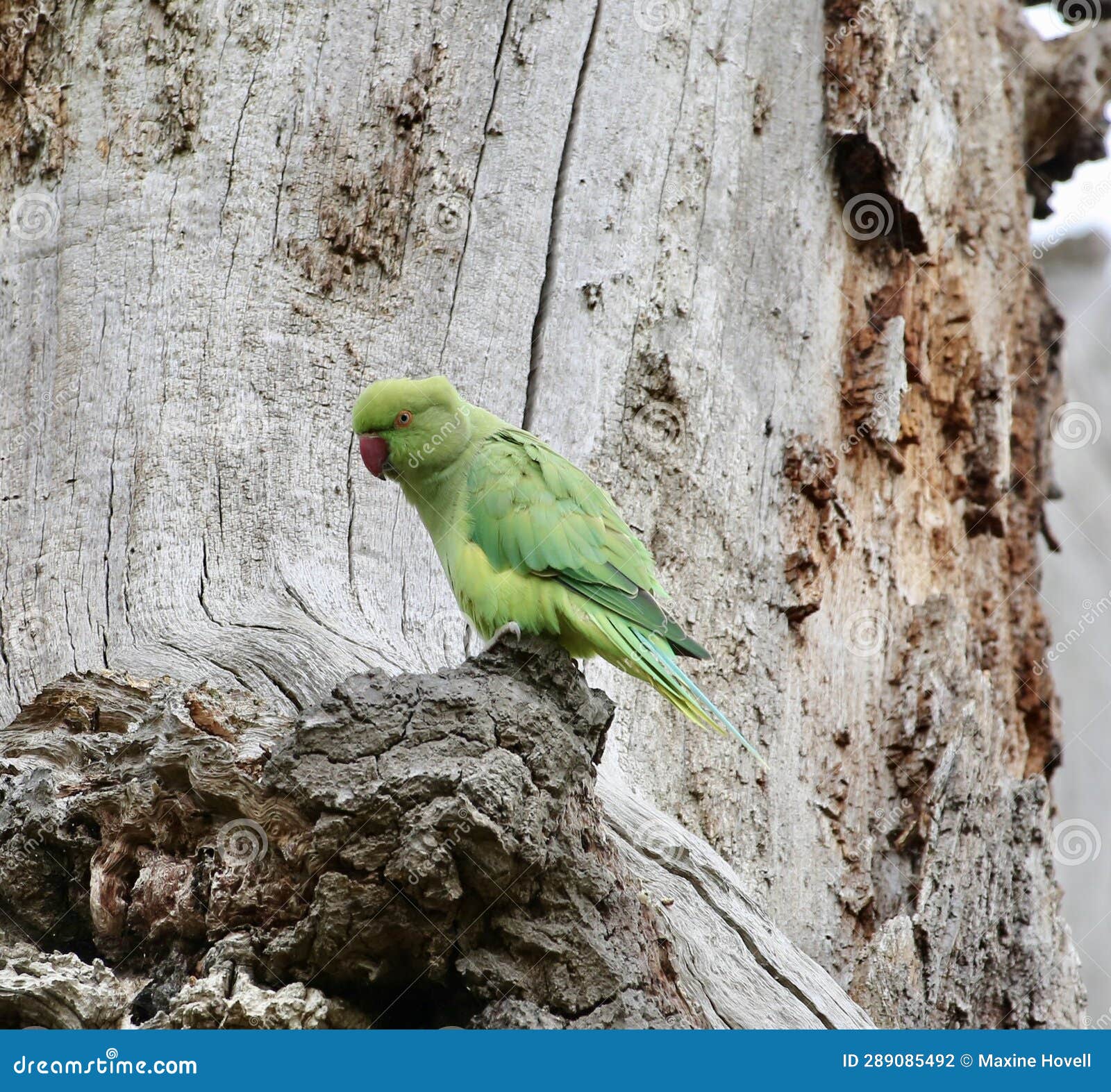 Parakeet Perched in Dead Tree Stock Photo - Image of ...
