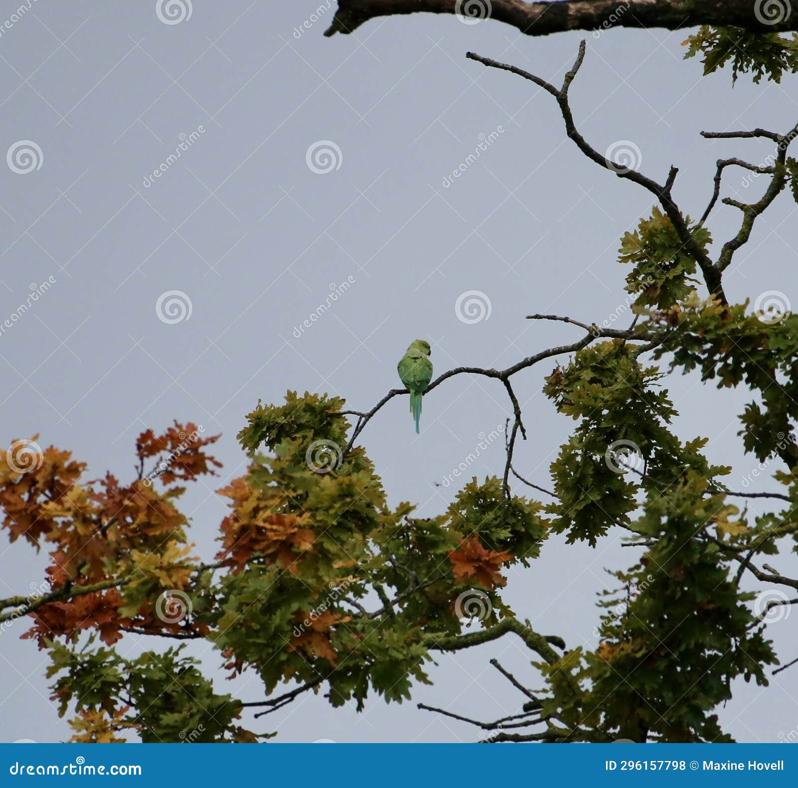 Parakeet perched in a tree stock photo. Image of plant - 296157798