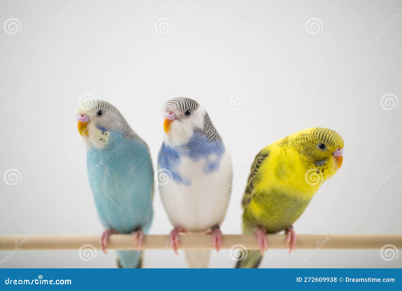 Parakeet Pet Bird and White Background Stock Photo - Image of animal ...