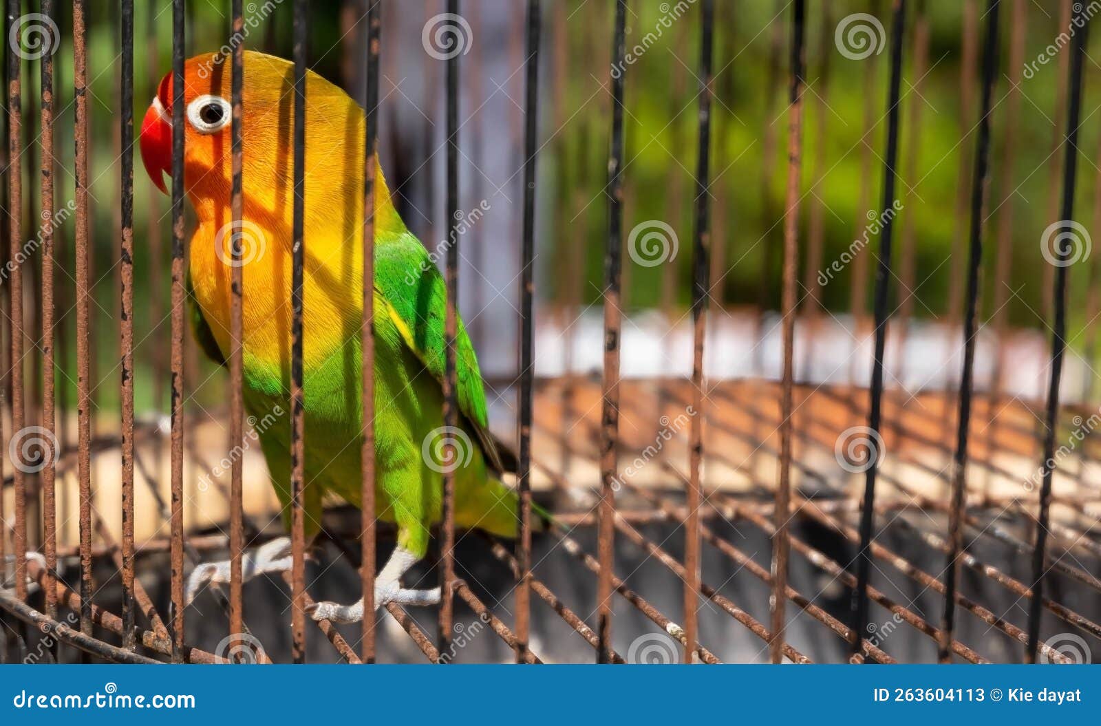 Parakeet Pet Bird in Cage, Isolated Love Bird in the Cage Stock Image ...