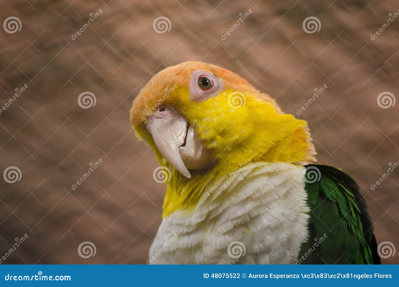 Parakeet stock photo. Image of nature, feathers, birdwatch - 48075522