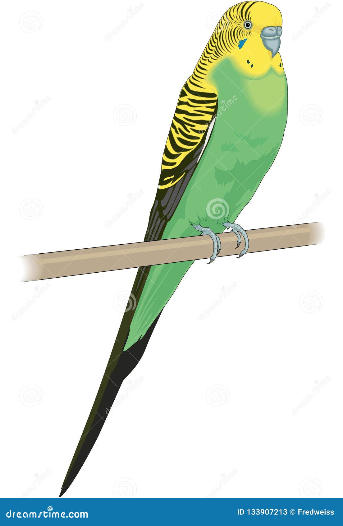 Parakeet Sitting on a Perch Illustration Stock Vector - Illustration of ...