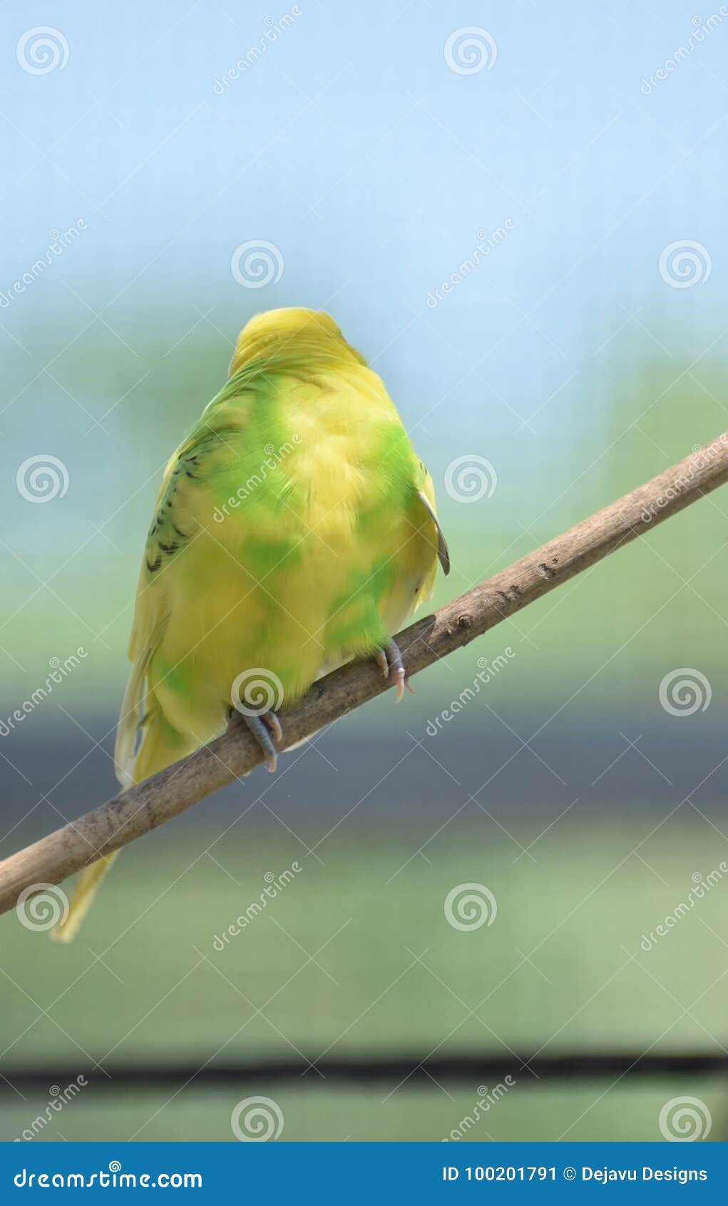 Parakeet Sitting in a Thin Tree Branch Looking Back Stock Image - Image ...