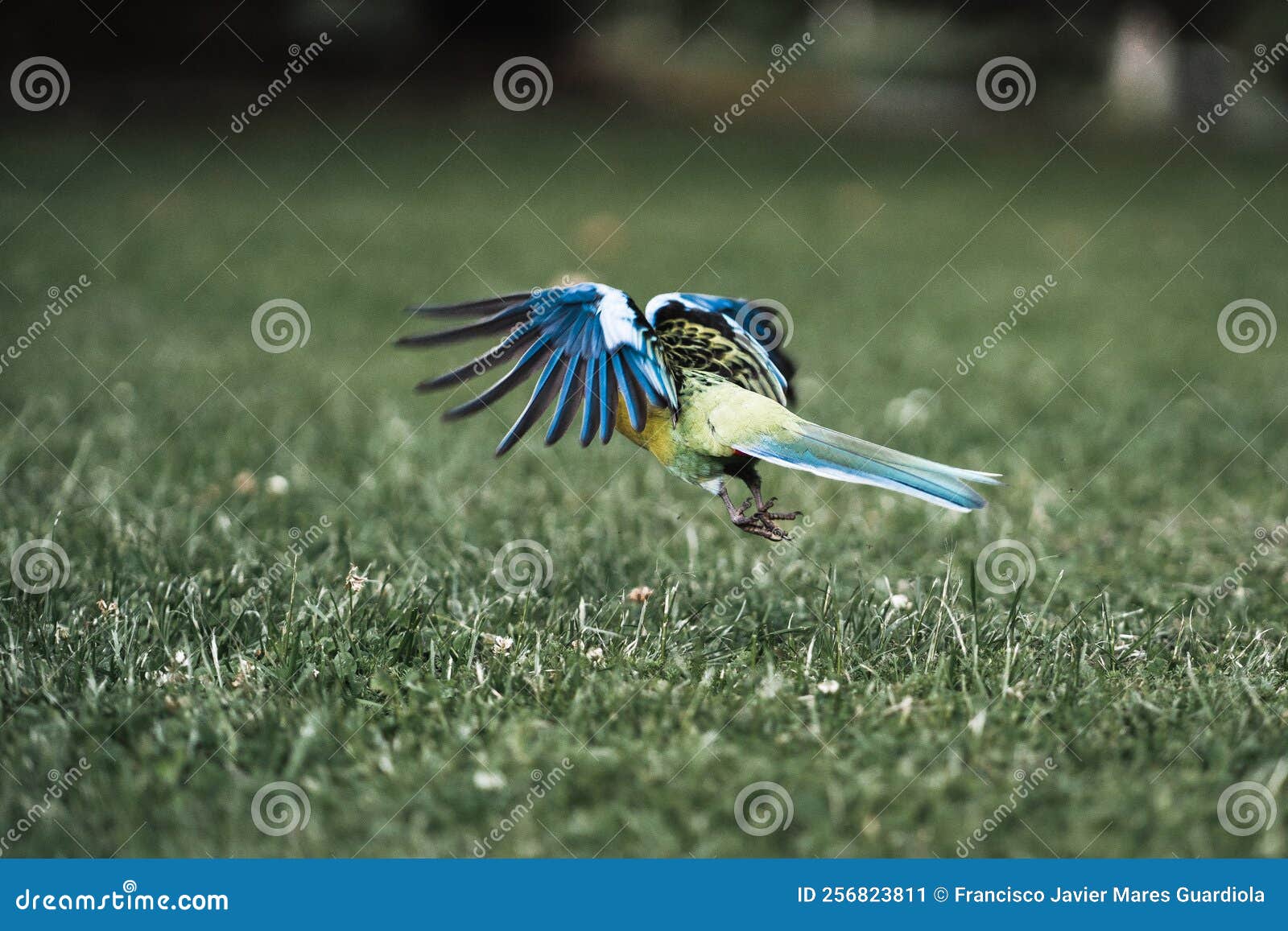 Parakeet taking flight stock image. Image of tail, feather - 256823811