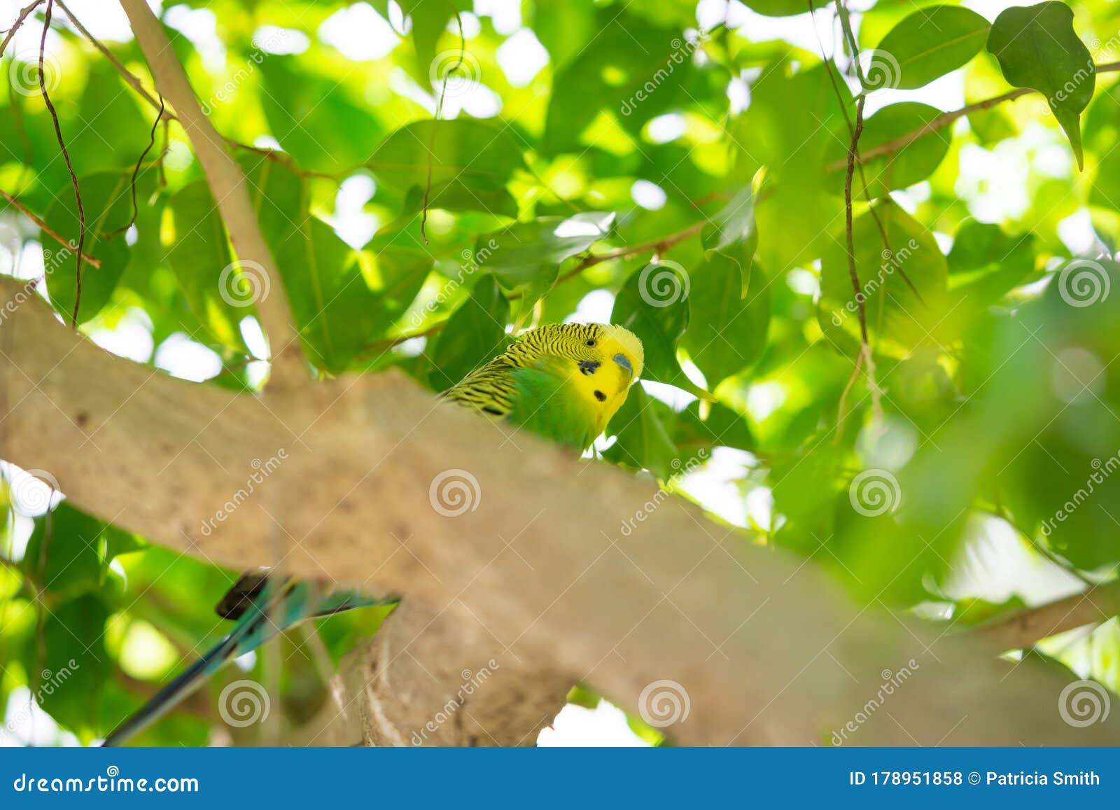 Parakeet in tree stock photo. Image of palm, aruba, small - 178951858