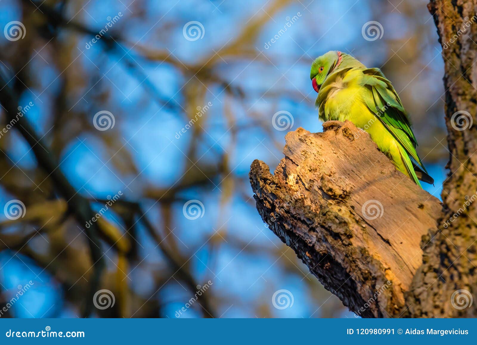 Parakeet on the tree stock image. Image of food, parakeet - 120980991