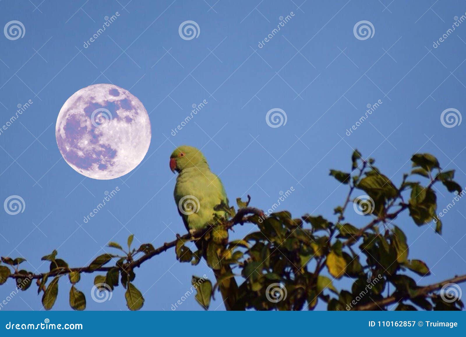 A parakeet on a tree top stock image. Image of lunar - 110162857