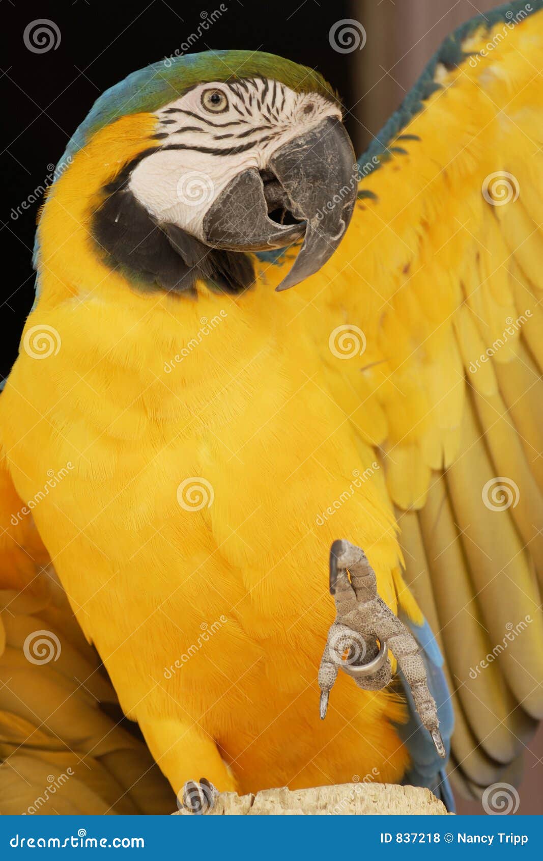 Pet Bird Waving Photos - Free & Royalty-Free Stock Photos from Dreamstime