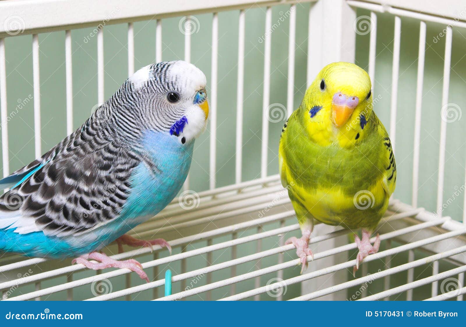 Parakeets stock image. Image of small, exotic, parakeets - 5170431