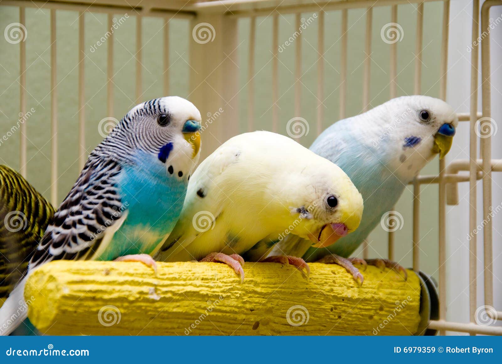 Parakeets Stock Image | CartoonDealer.com #97354981