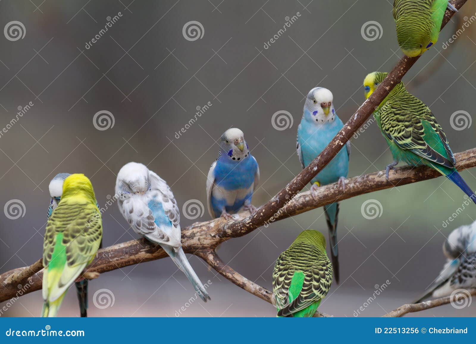 Parakeets on branch stock photo. Image of bird, blue - 22513256
