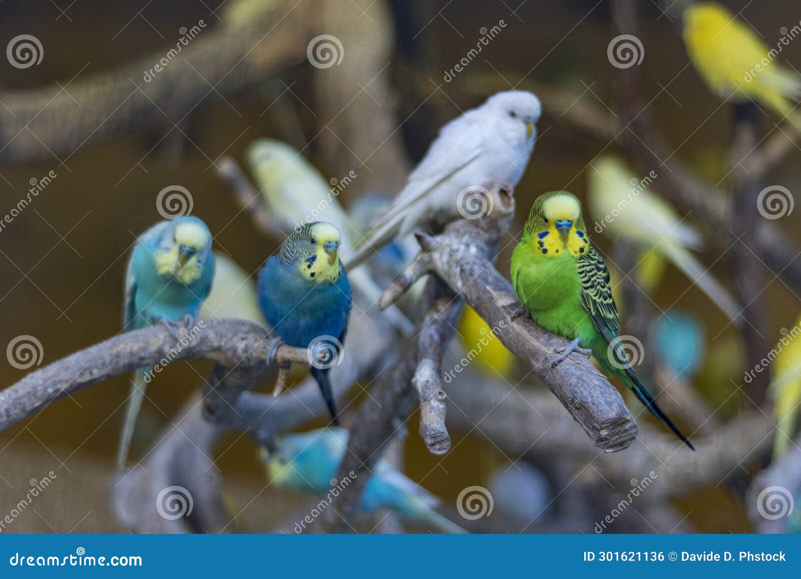 Parakeets on the branches stock photo. Image of parakeets - 301621136