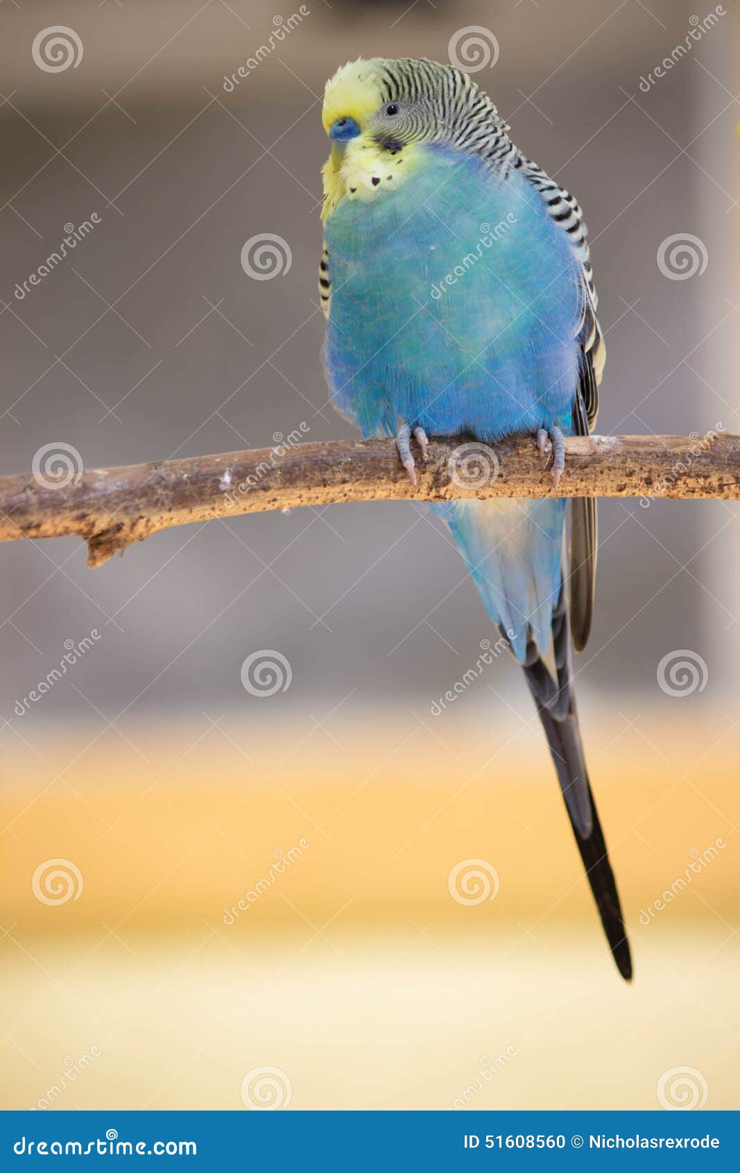 Parakeets stock photo. Image of bird, female, parakeet - 51608560