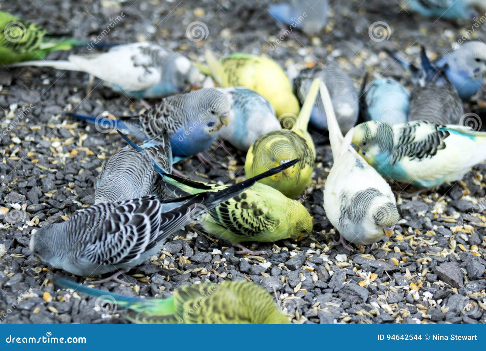 Parakeets Eating Off Ground Stock Photo - Image of vibrant, ground ...