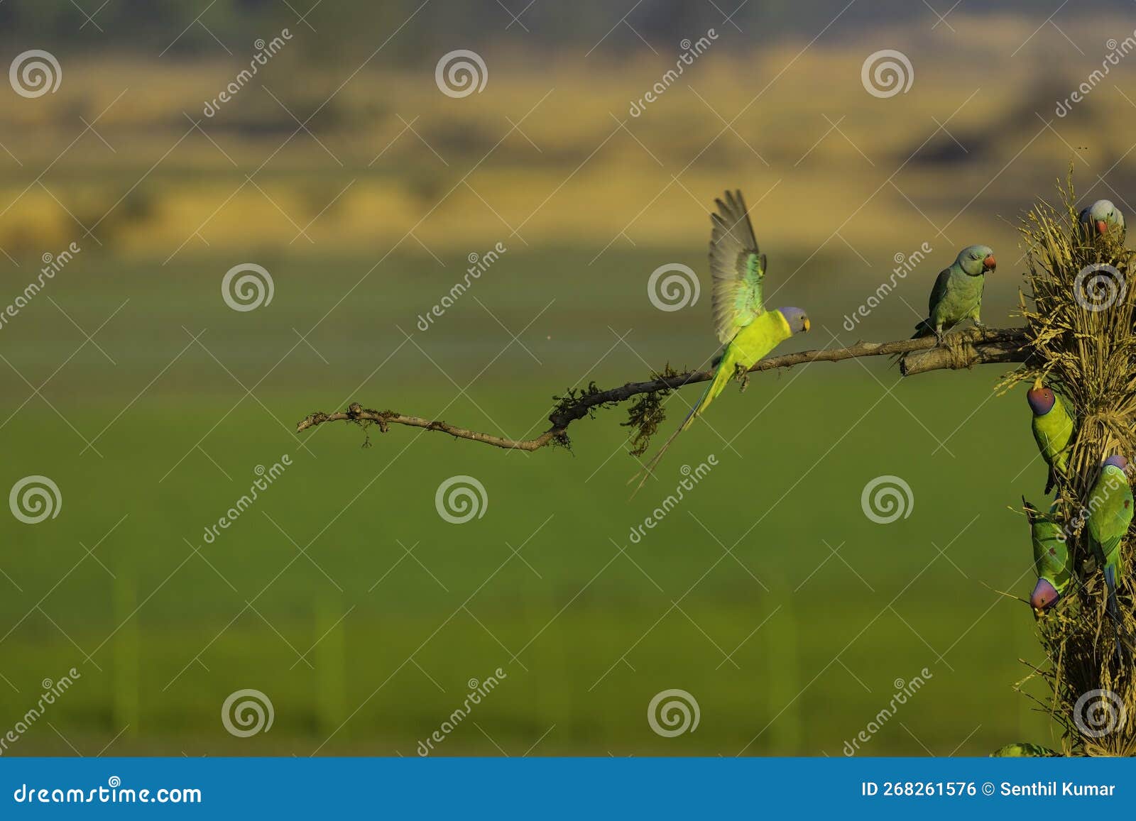 Parakeets fighting stock photo. Image of nature, tree - 268261576