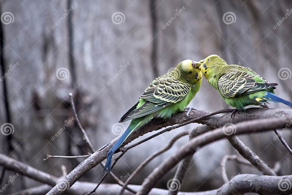 Parakeets are kissing stock image. Image of kissing - 118480713