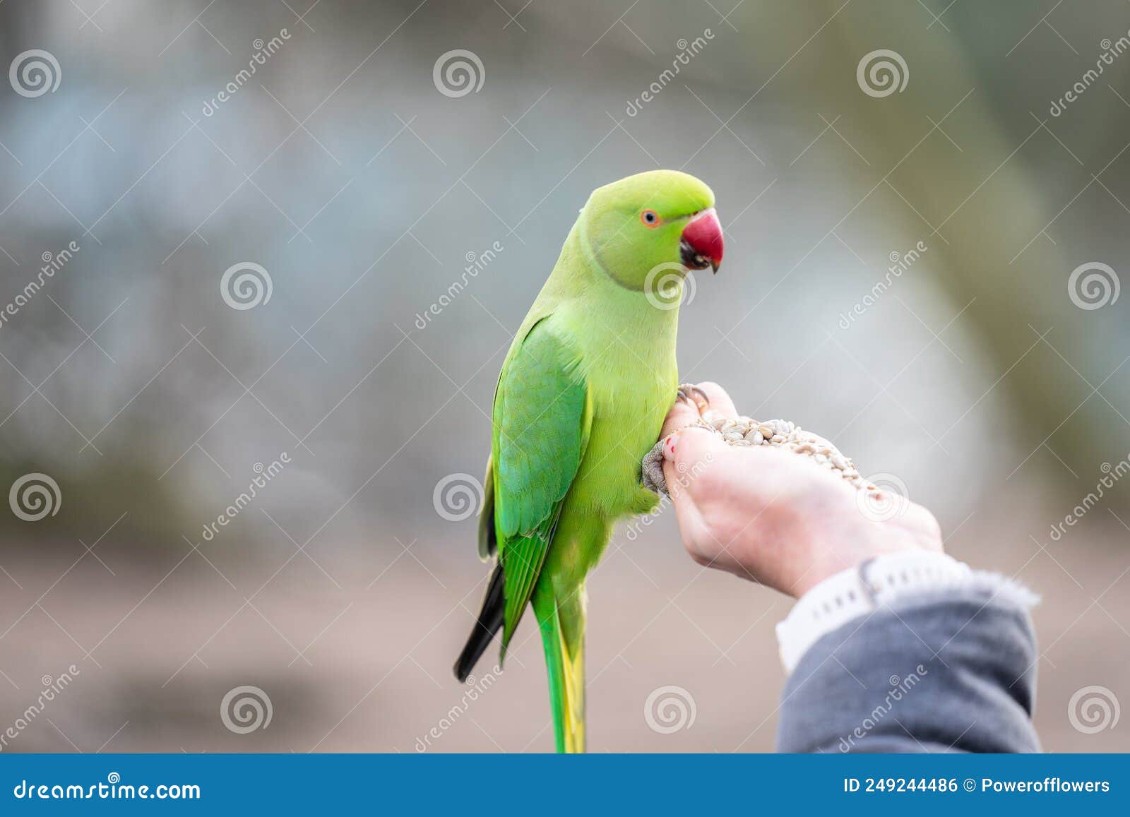 Parakeets of London. Feral Parakeets in Great Britain Stock Photo ...