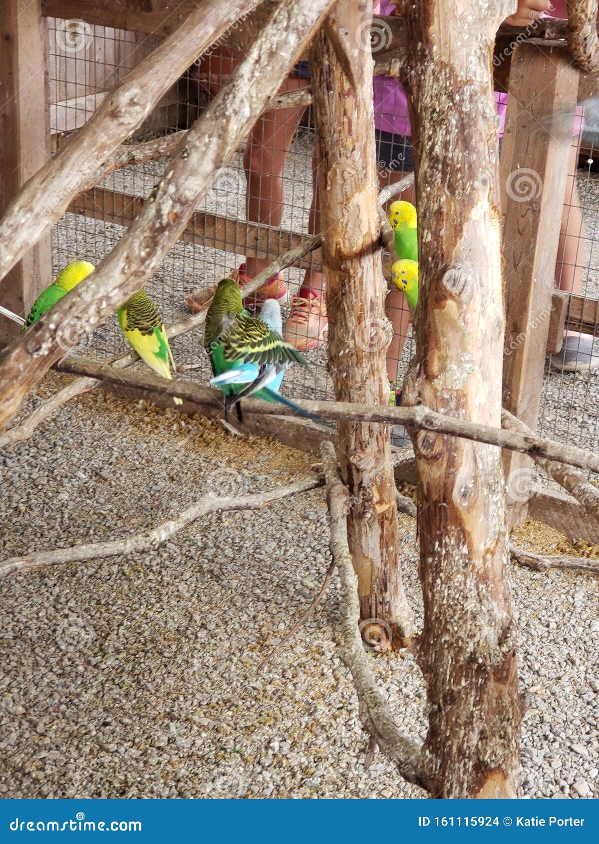 Parakeets mating stock photo. Image of mating, animals - 161115924