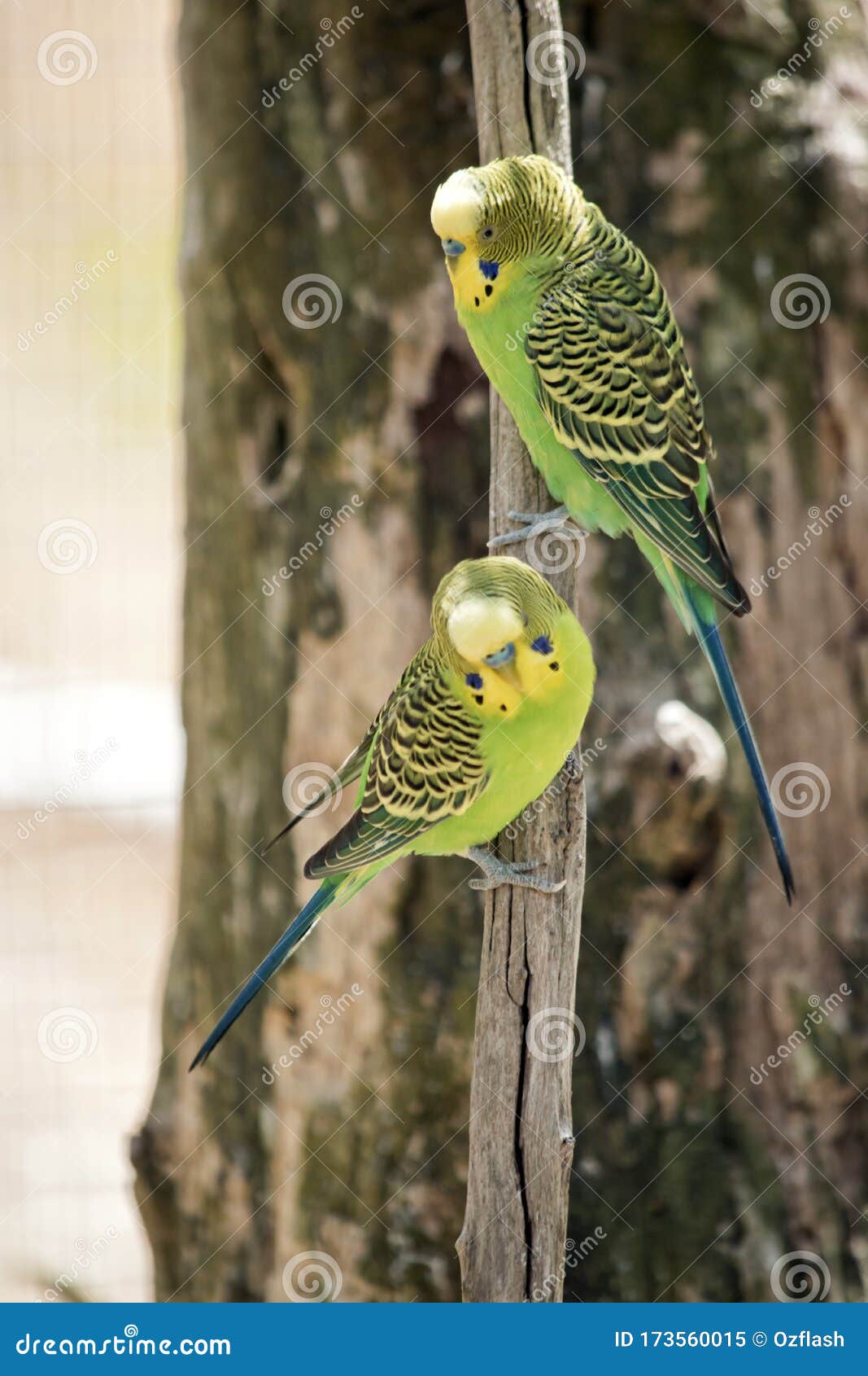 The Parakeets are Resting on a Branch Stock Image - Image of wildlife, tail: 173560015
