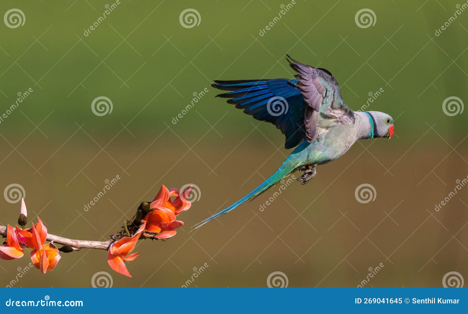 Malabar Parakeet stock image. Image of branch, wild - 269041645