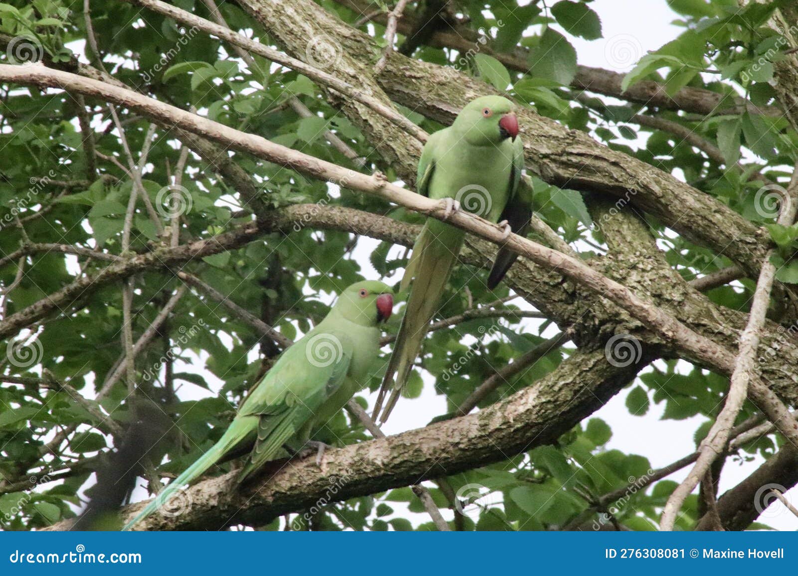 Parakeets in a tree stock image. Image of branch, avians - 276308081