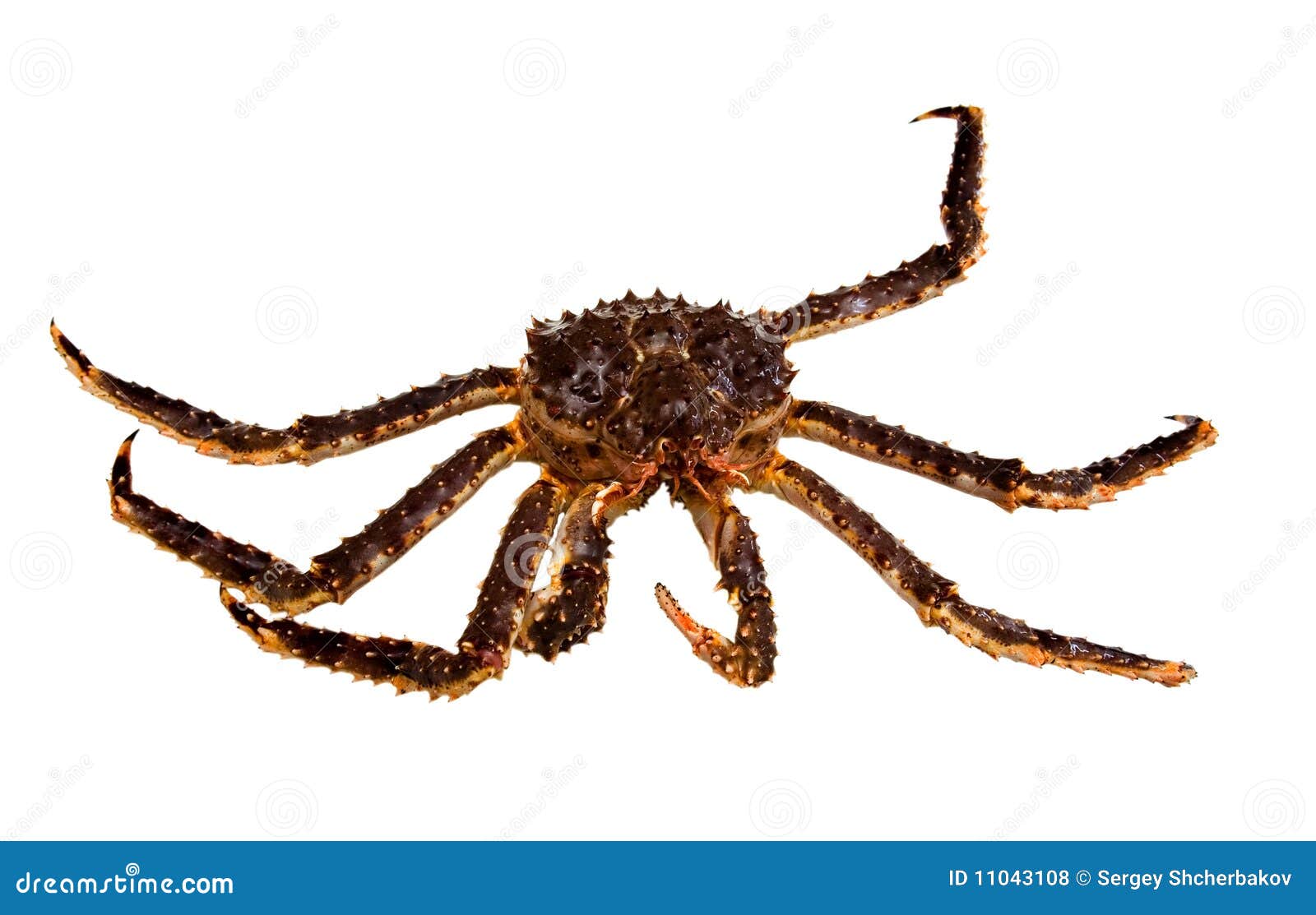 Paralithodes Camtschaticus stock photo. Image of large - 11043108
