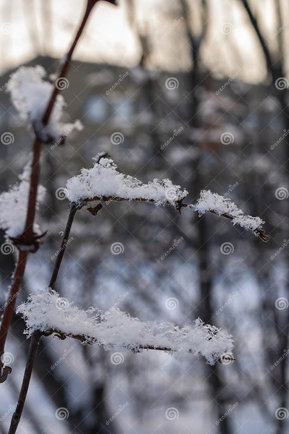 Parallel Branches with Snow on Top. Trees and Buildings in the ...