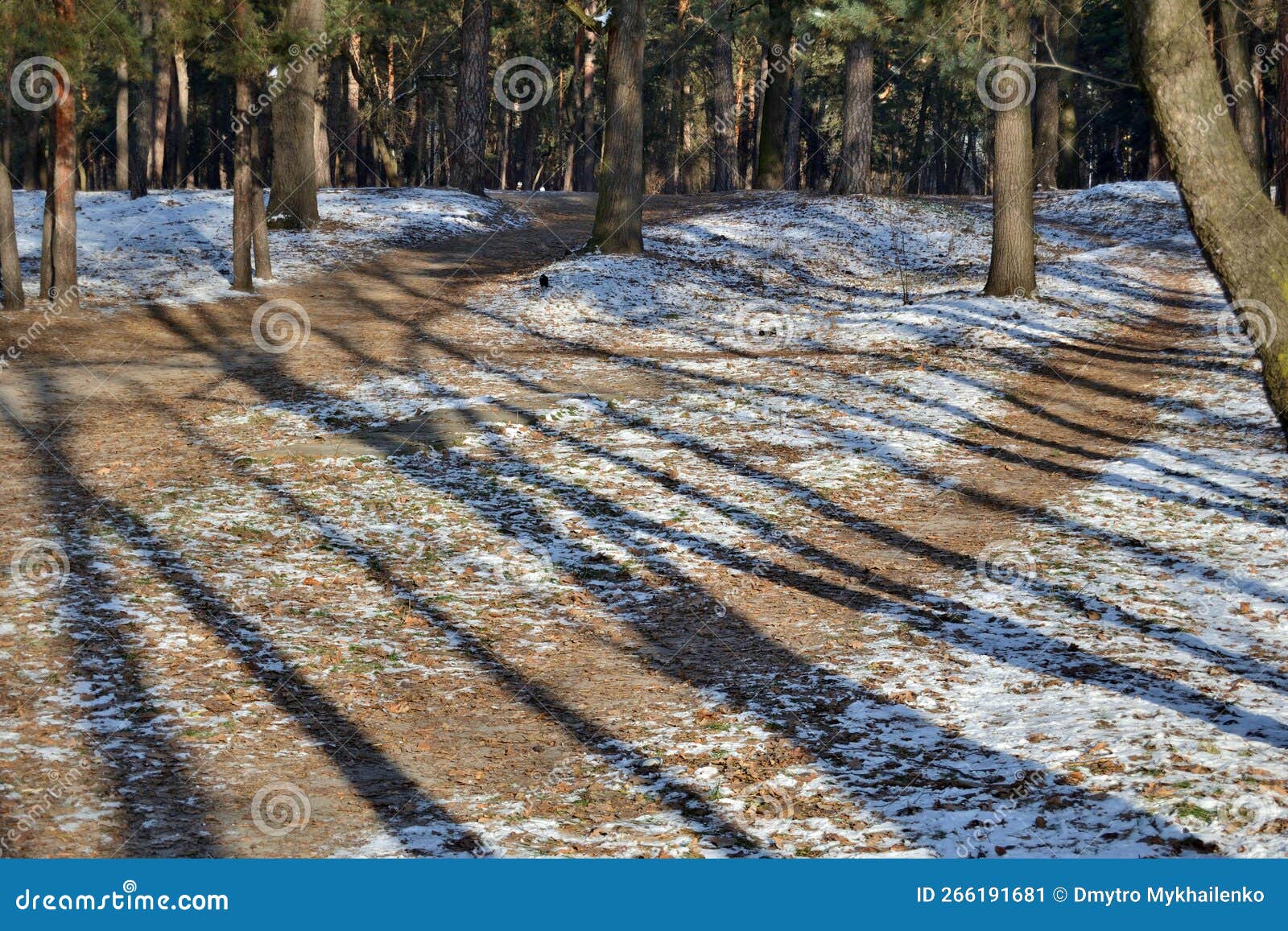 Parallel Forest Paths in the Winter Forest that Cross the Shadows of ...