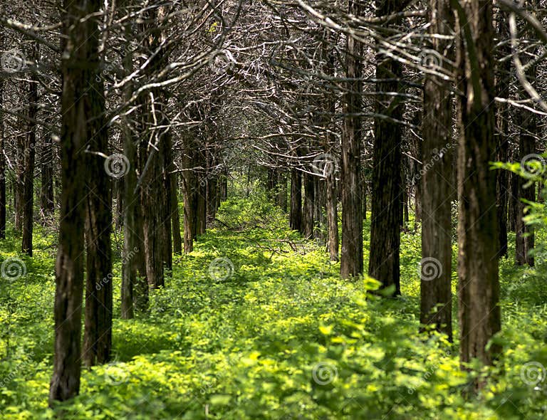 Parallel Forest stock image. Image of forest, parallel - 42630815