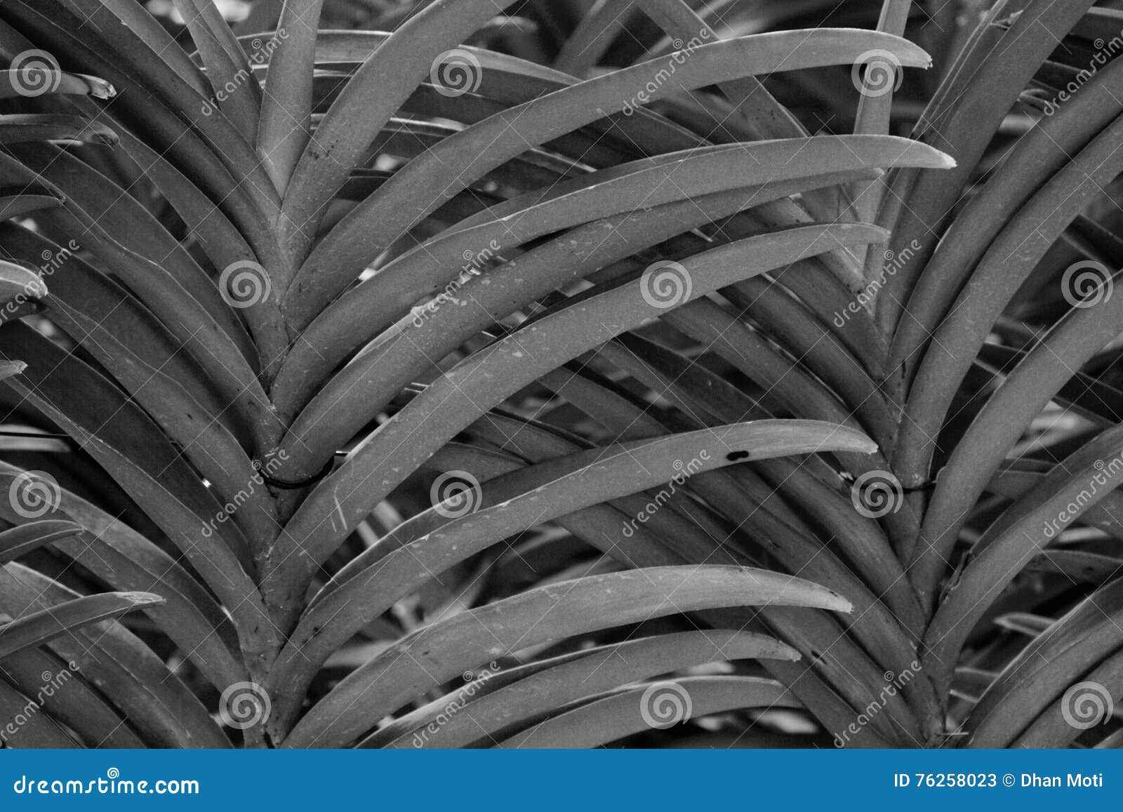 Parallel Leaves stock image. Image of singapore, gardens - 76258023