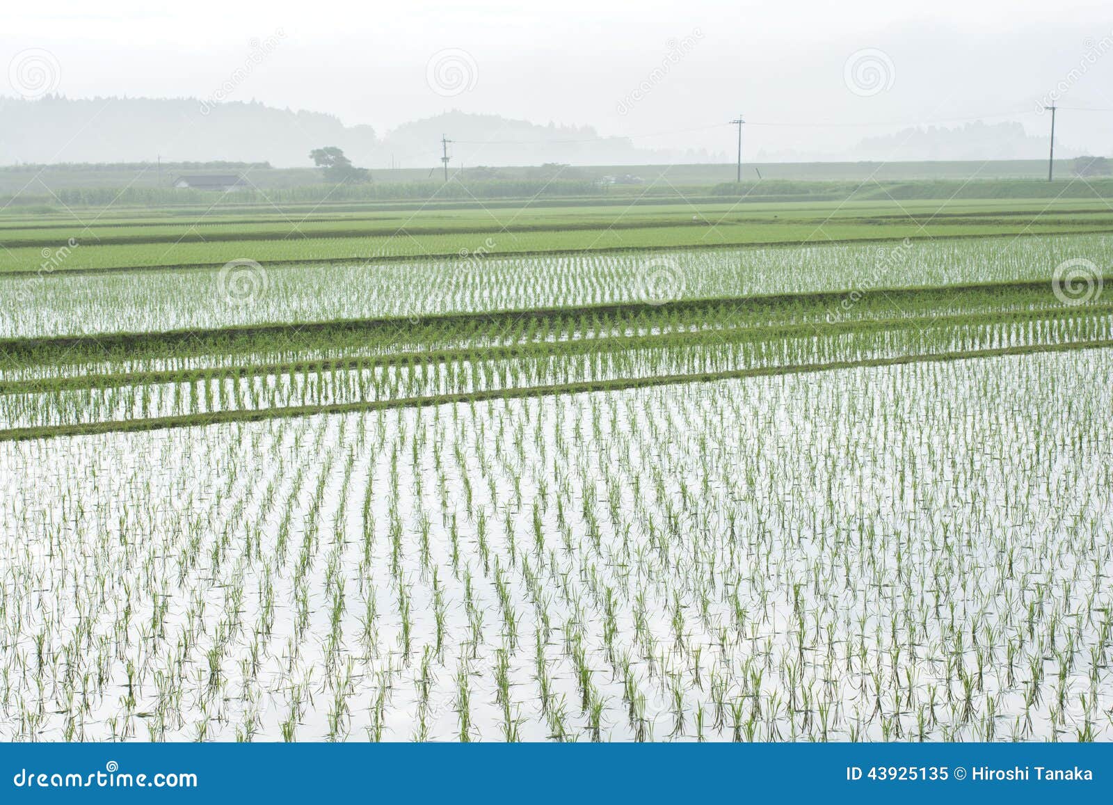 Parallel lines paddy stock image. Image of garden, leaf - 43925135