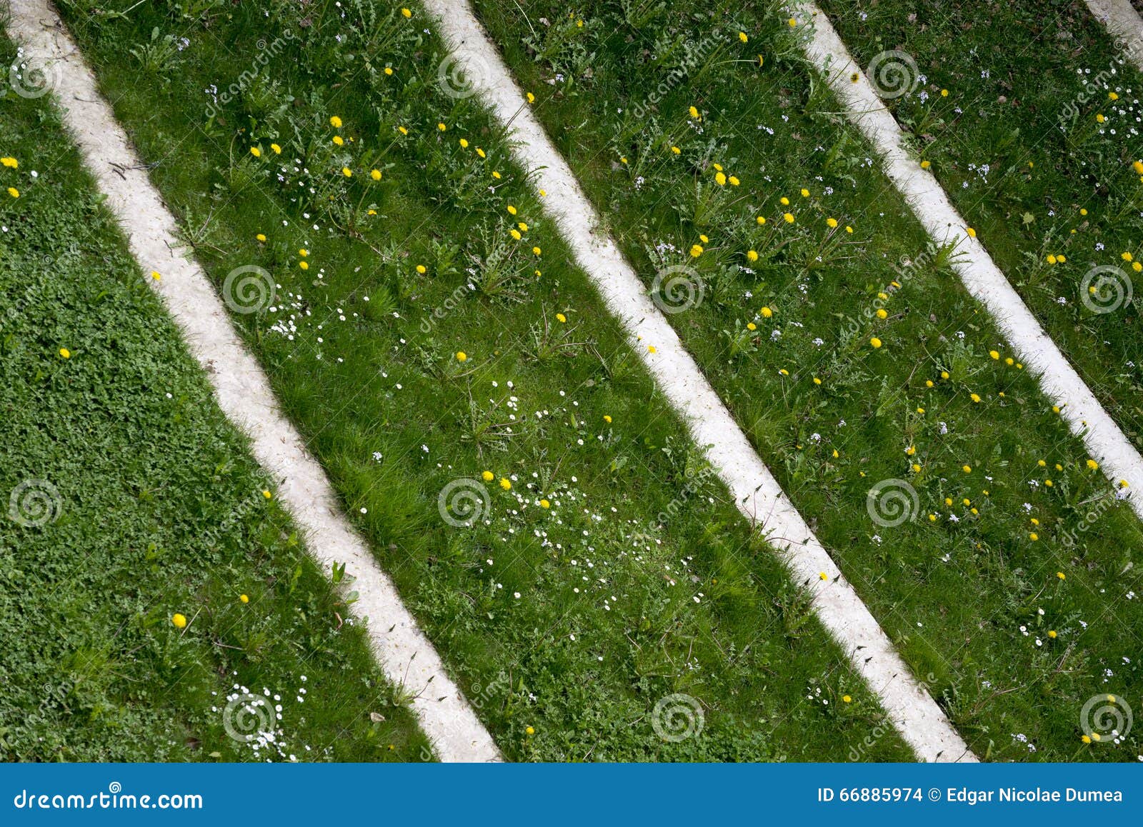 Parallel lines stock photo. Image of weeds, lines, flowers - 66885974