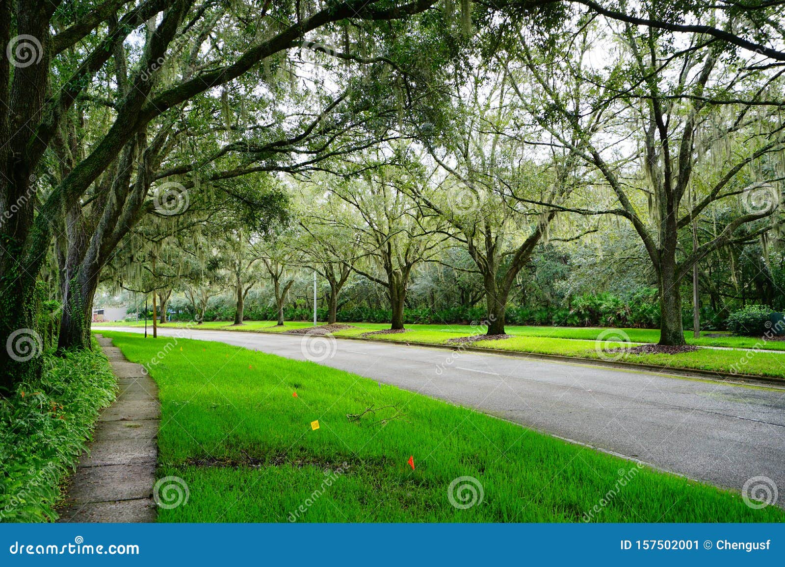 Parallel Natural Tree Stems and Road Stock Image - Image of collateral ...