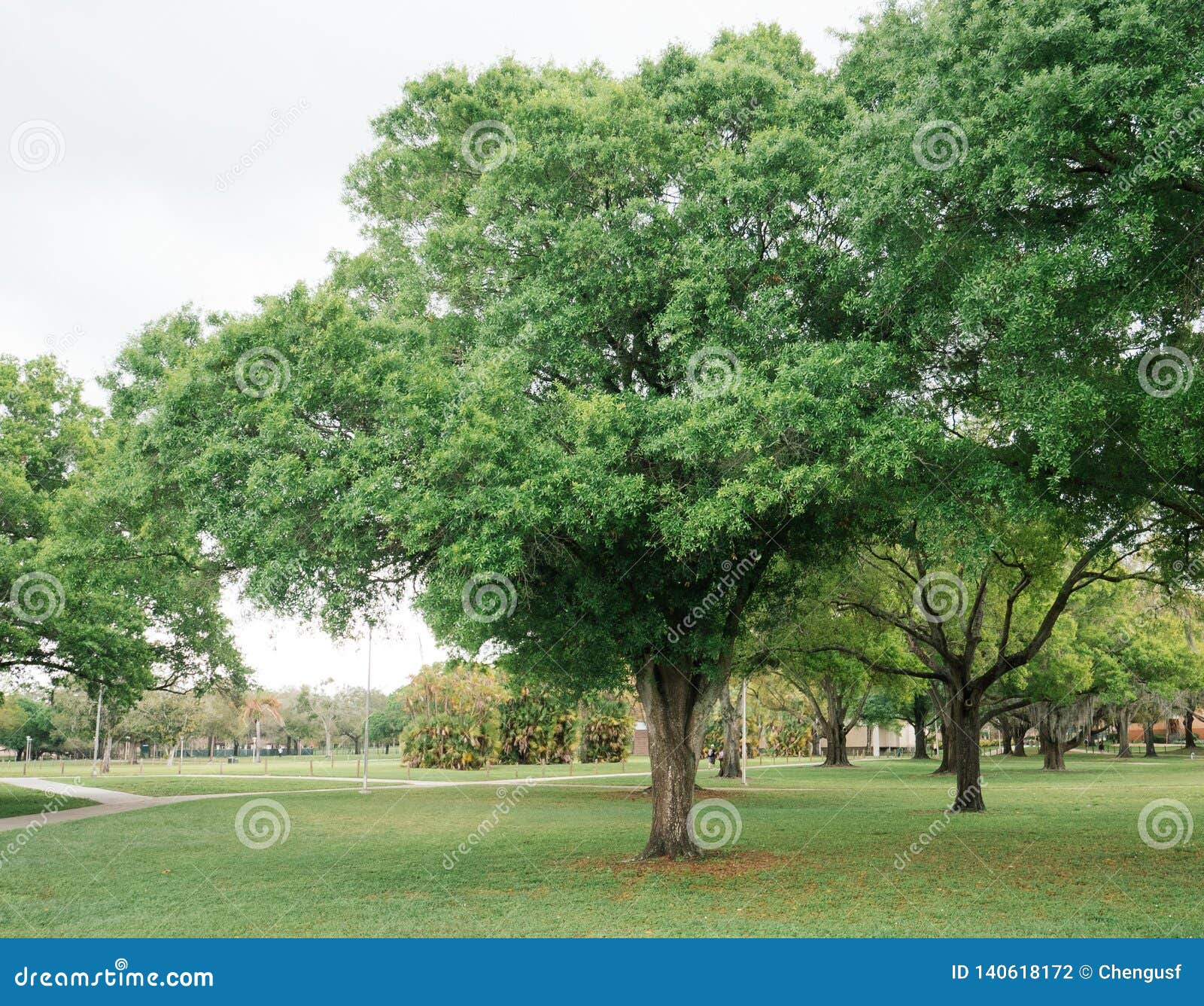 Parallel Natural Tree Stems Stock Photo - Image of design, parallel ...