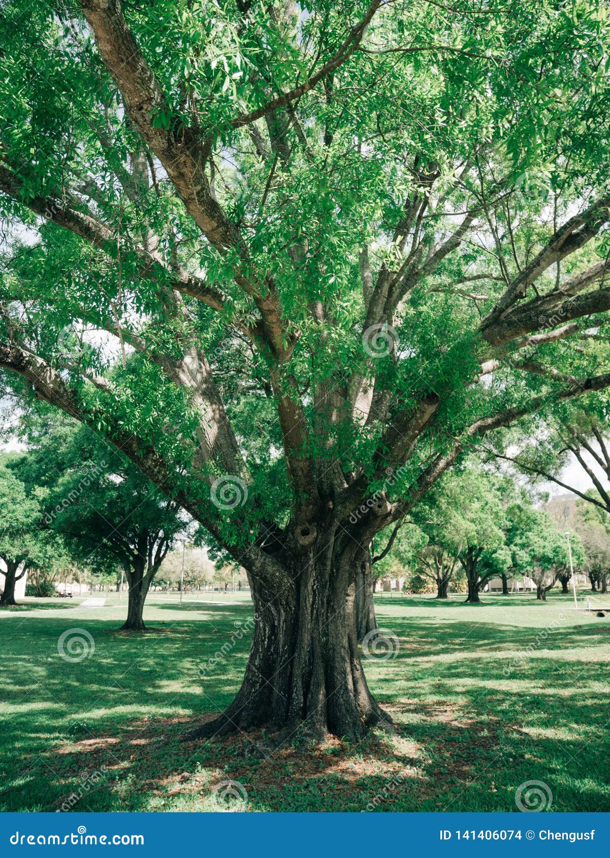 Parallel Natural Tree Stems Stock Photo - Image of pine, flora: 141406074