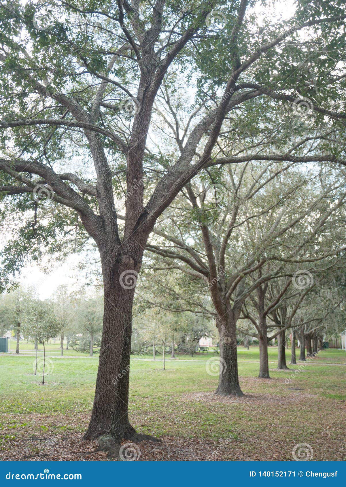 Parallel Natural Tree Stems Stock Image - Image of natural, leaves ...