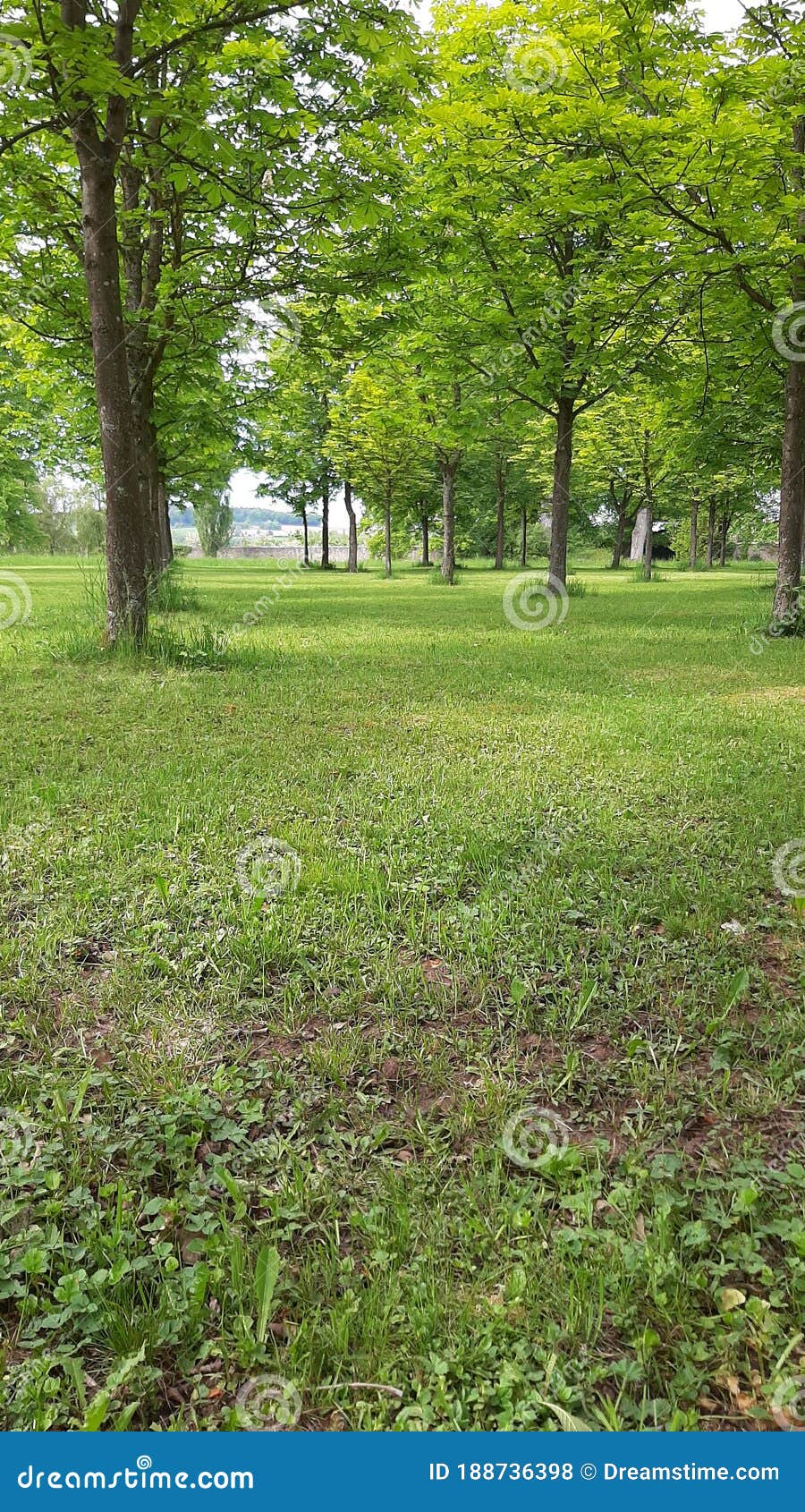 A parallel planted trees. stock photo. Image of beautiful - 188736398