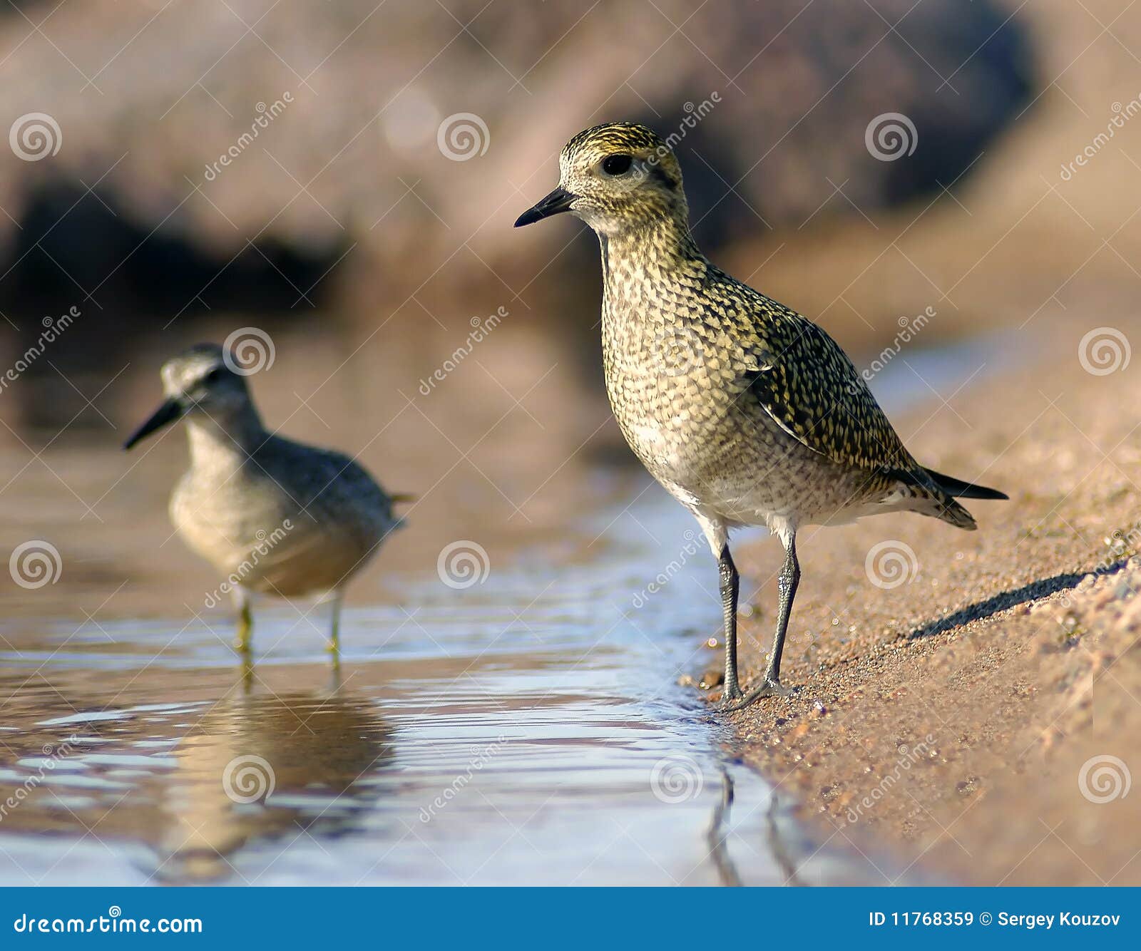 Parallel plovers stock image. Image of francisco, foraging - 11768359