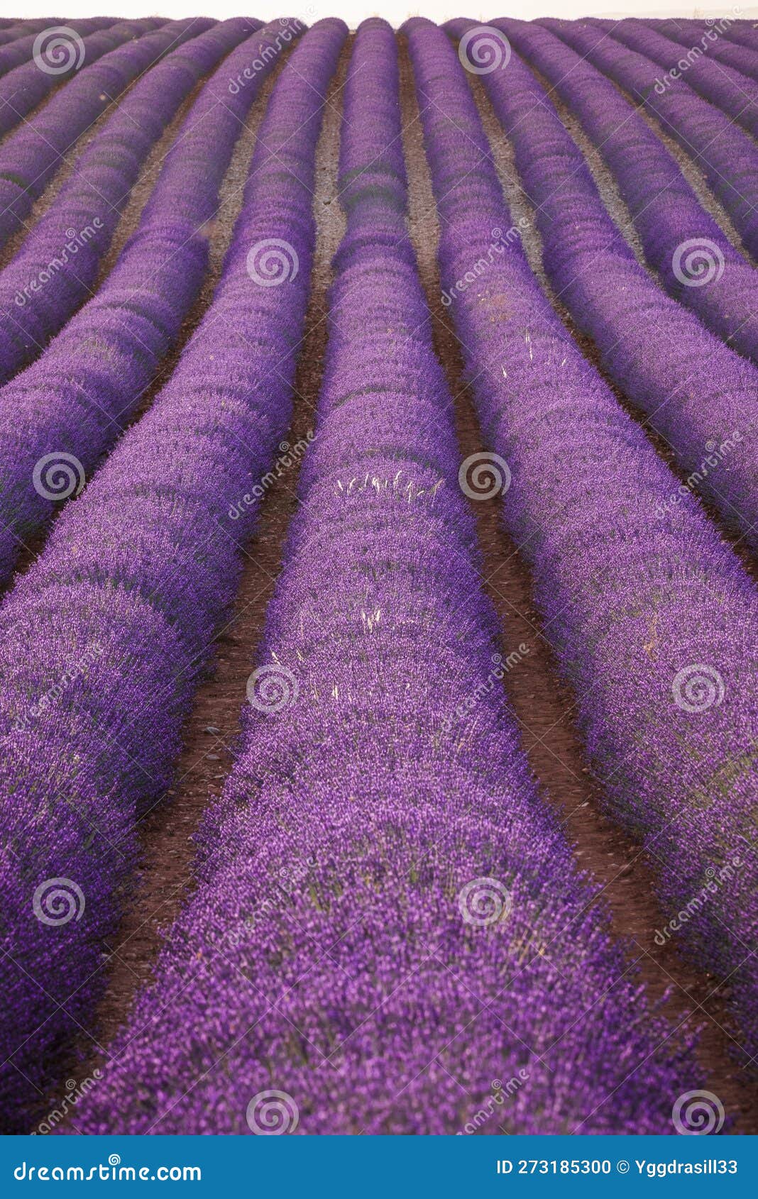 Parallel Rows of Lavender Bush Stock Photo - Image of aroma, blossom: 273185300