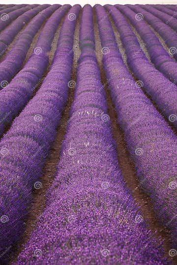 Parallel Rows of Lavender Bush Stock Photo - Image of aroma, blossom: 273185300