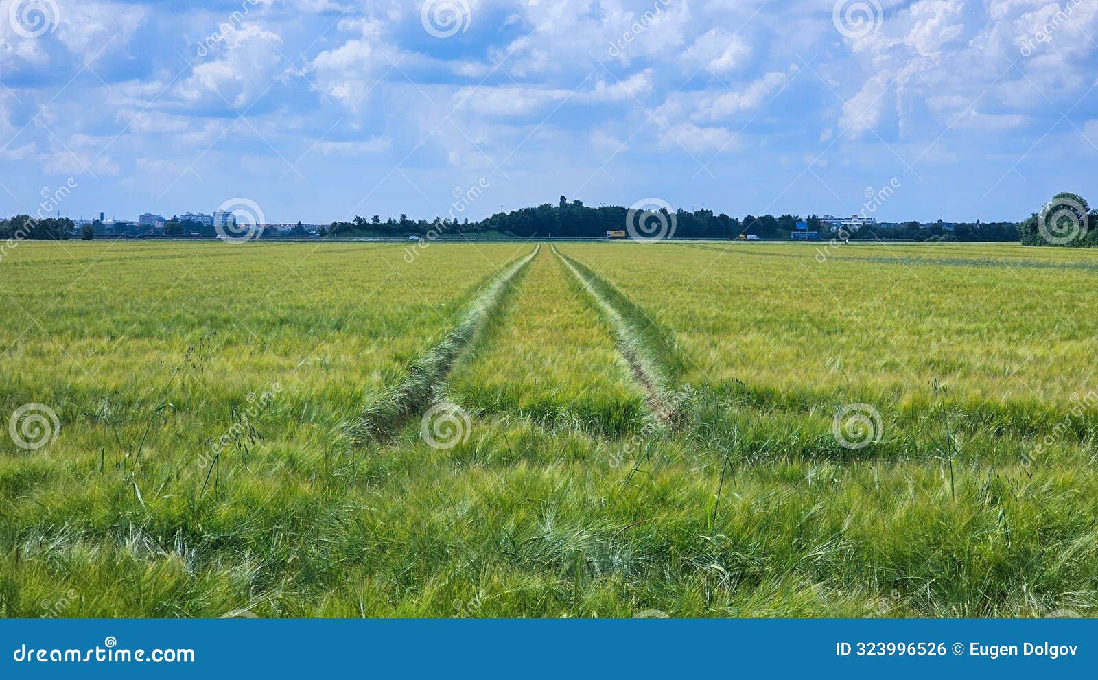 Parallel Track from Tractor Wheels in a Wheat Field Going To the ...